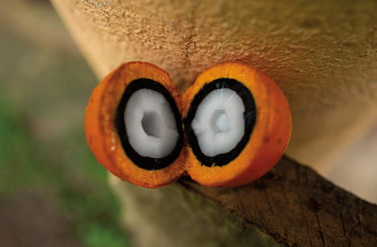 Ekos Tukumã - Natura